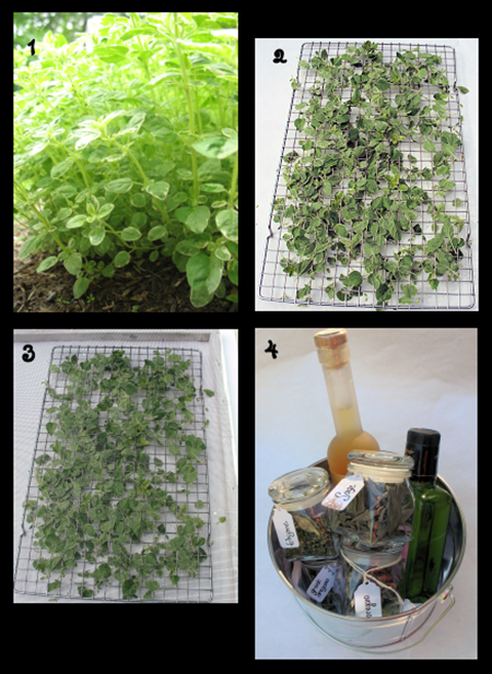 Sun Dried | tamdoll's workspace